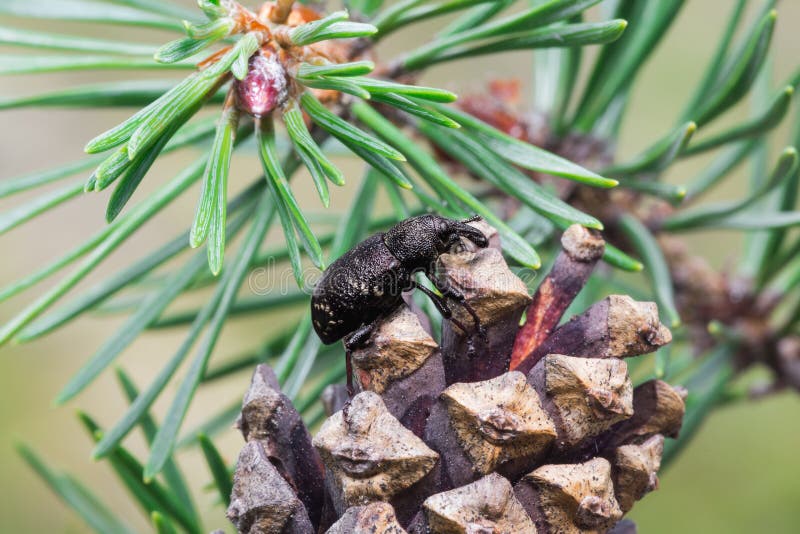 Beetle stock image. Image of black, insect, close, lump - 63792559