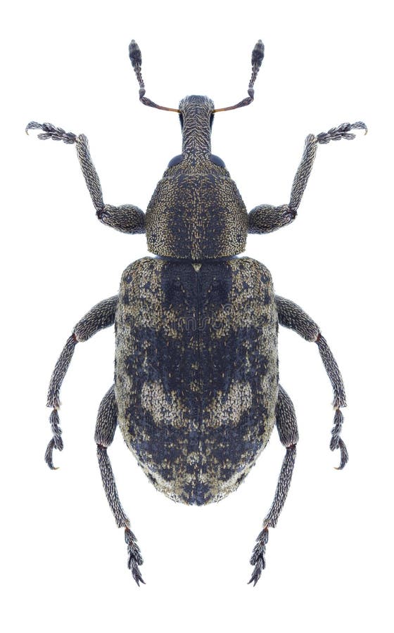 Hypera Adspersa Stock Photos - Free & Royalty-Free Stock Photos from ...