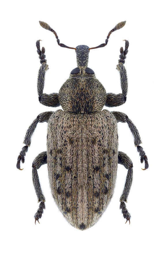 Beetle Hypera viciae stock photo. Image of wild, wildlife - 99251028