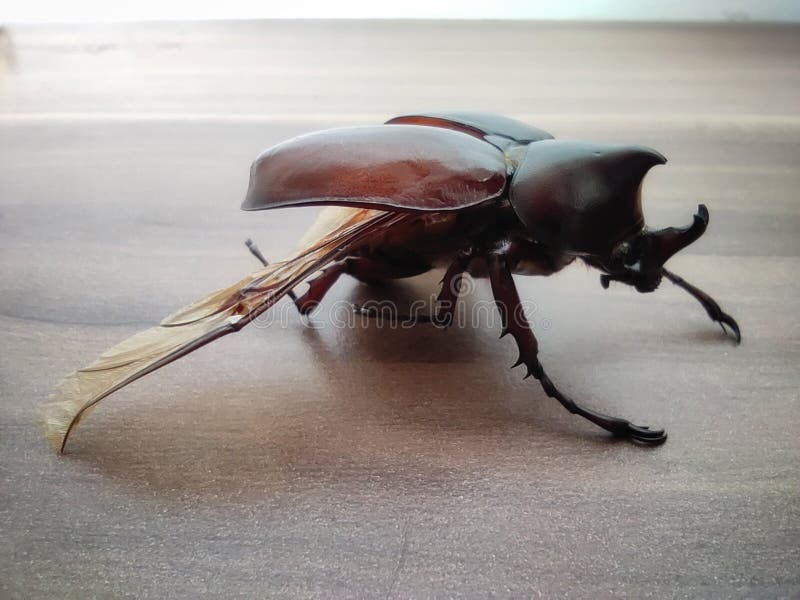 Beetle Insect Bugs Macro Images Stock Photo - Image of honeybee, spider ...