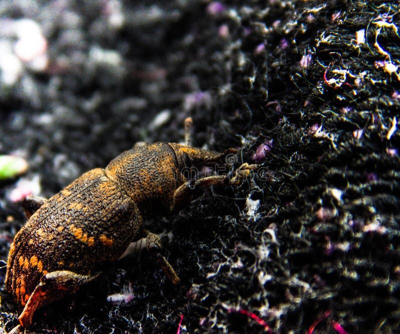 Beetle Insect Crawling on the Surface Macro Stock Image - Image of ...