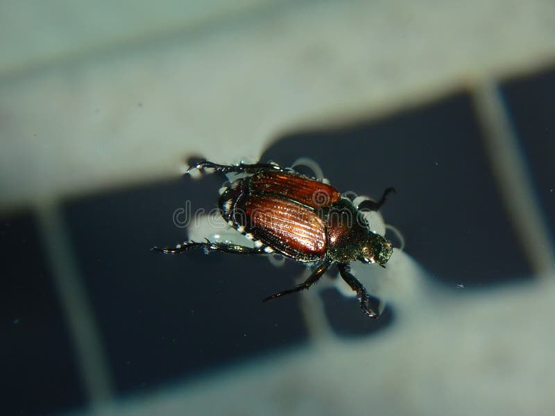 Water Bugs Stock Images - Download 1,666 Royalty Free Photos