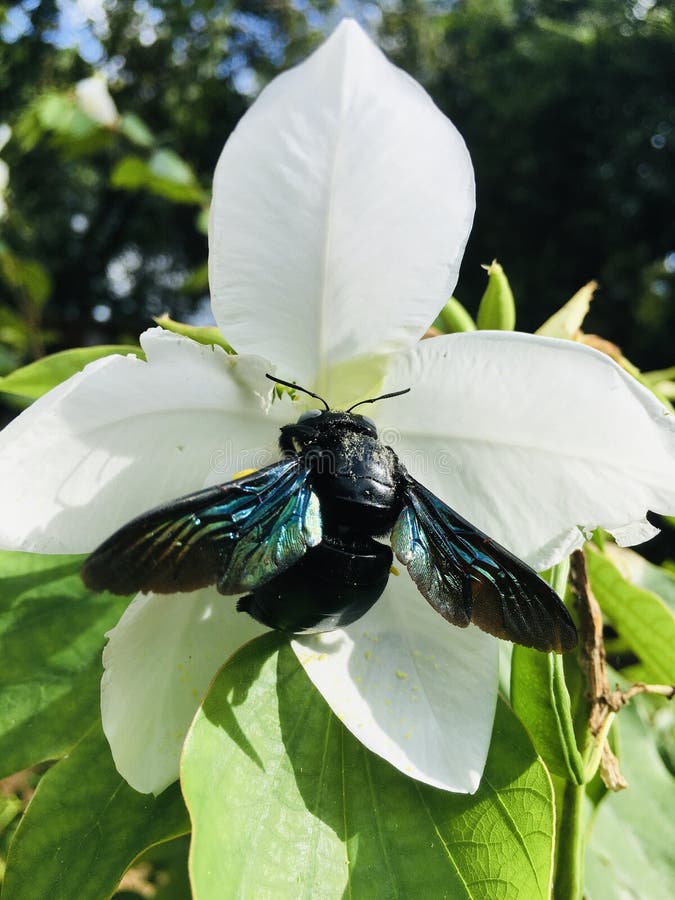 The beetle stock image. Image of insect, morning, beetle - 253767937