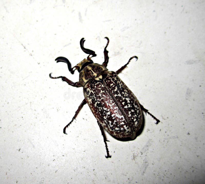 Insect flying stock image. Image of syrphus, diptera, insect - 5493625