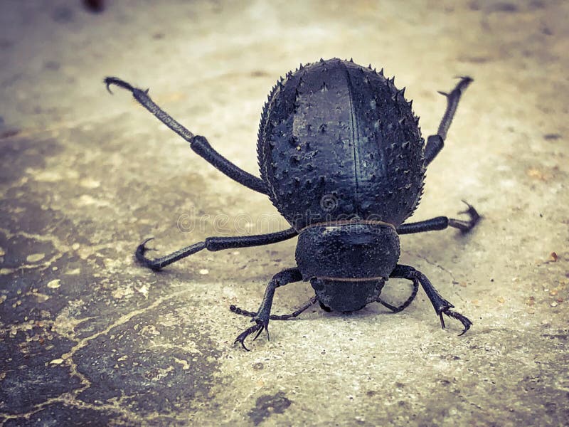 Beetle insect stock image. Image of beetle, insect, defense - 208668697