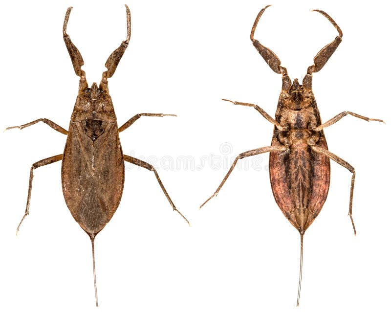 Beetle, Insect, Isolated on White Background Stock Image - Image of ...