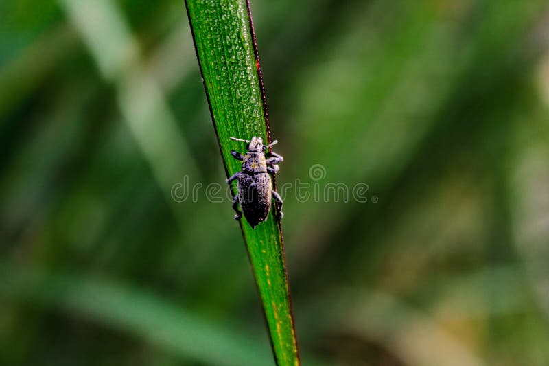 Beetle Insect Sitting on a Leaf Stock Photo - Image of wild, weevil ...