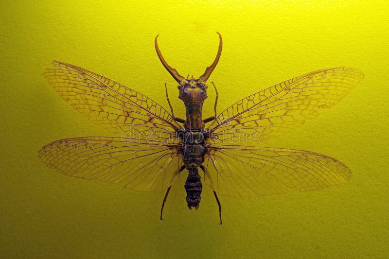 Beetle Specimen with Big Teeth Stock Image - Image of wing, nature ...