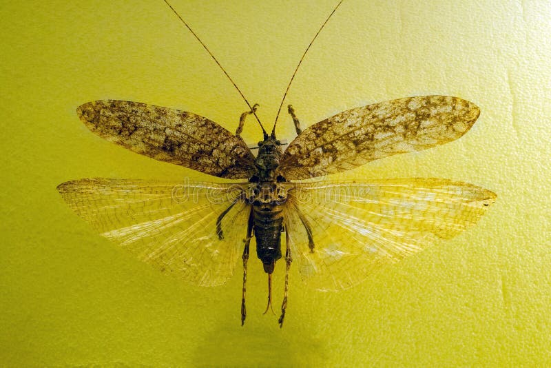 Beetle specimen with wing stock image. Image of specimen - 269549089