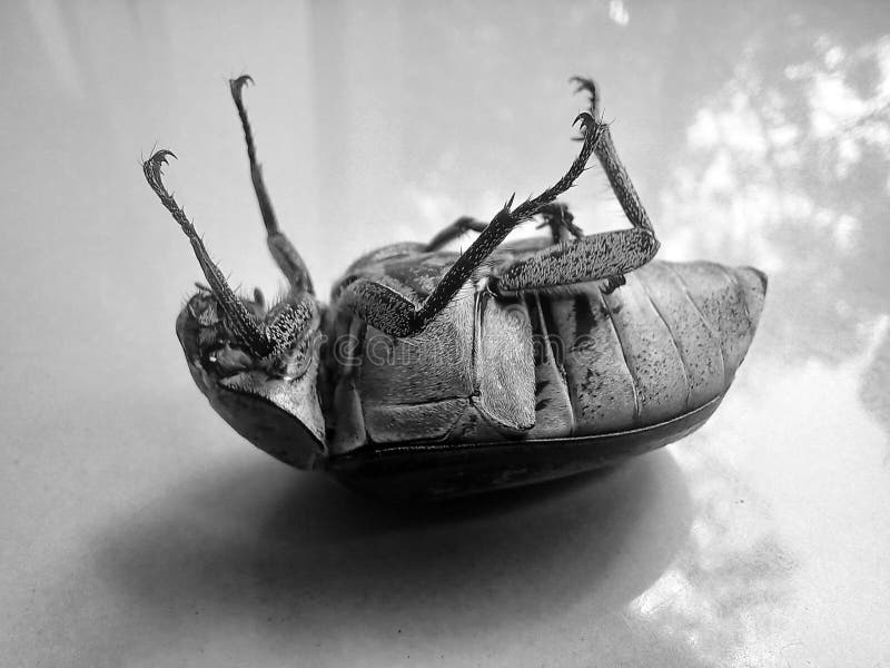 309 Upside Down Beetle Insect Stock Photos - Free & Royalty-Free Stock ...