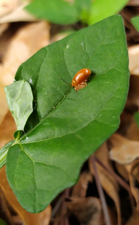 Beetle Insects that are Eating Leaves Stock Image - Image of ...