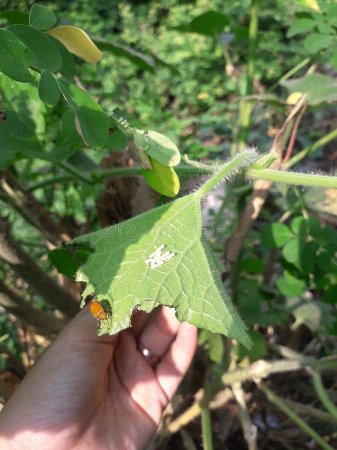 Beetle Insects Who Likes To Destroy Crops Stock Image - Image of fruit ...