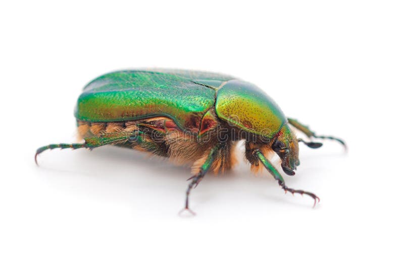 Emerald Flower Scarab Beetle Stock Photos - Free & Royalty-Free Stock ...