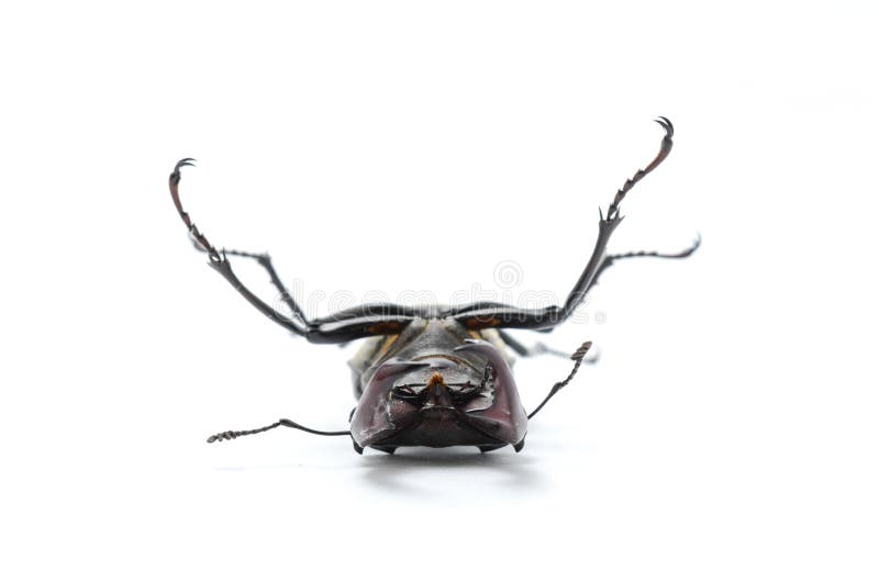 Beetle on Its Back, Stag Beetle Stock Image - Image of coleoptera ...