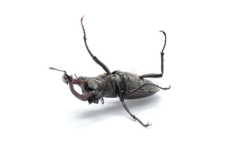 Beetle on Its Back, Stag Beetle Stock Photo - Image of close, insect ...