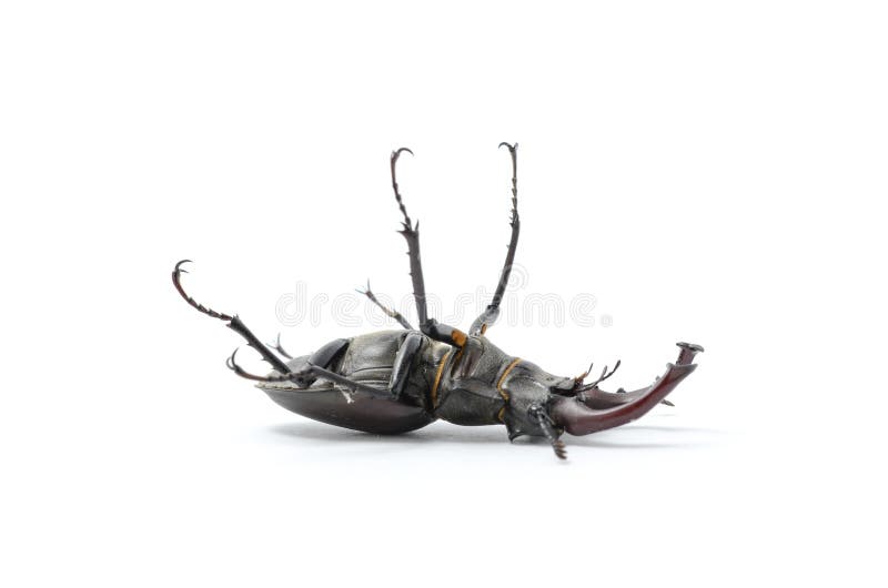 Beetle on Its Back, Stag Beetle Stock Photo - Image of coleoptera, dead ...