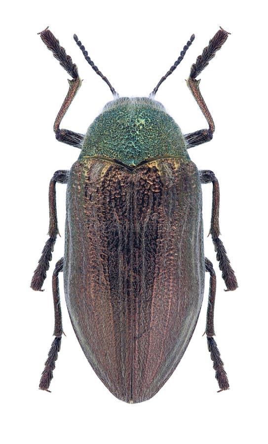 Julodis Pubescens Stock Photos - Free & Royalty-Free Stock Photos from ...