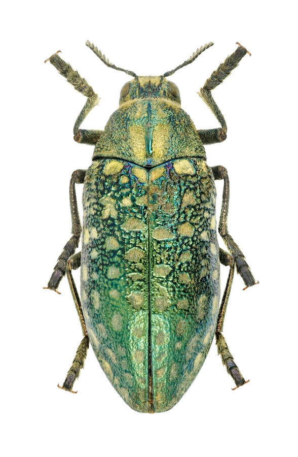 Blue Jewel Beetle from Madagascar (Polybothris Sumptuosa Gema) Stock ...