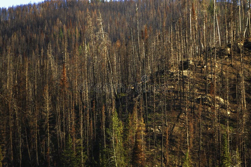 Beetle Kill Bridger Teton National Forest. Stock Photo - Image of ...