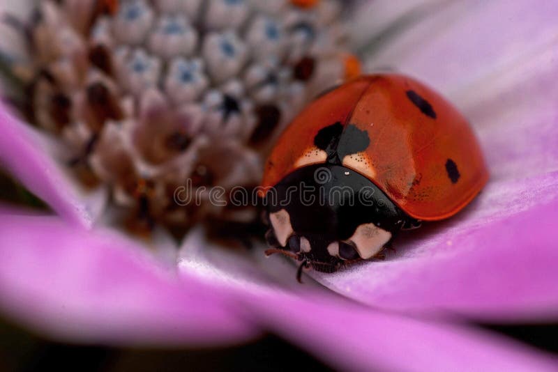 Beetle Ladybird Adalia Bipunctata Stock Image - Image of biology ...
