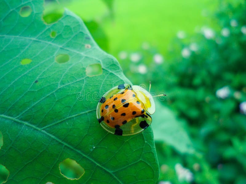 Ladybug eating leaf stock photo. Image of beautiful - 124589840