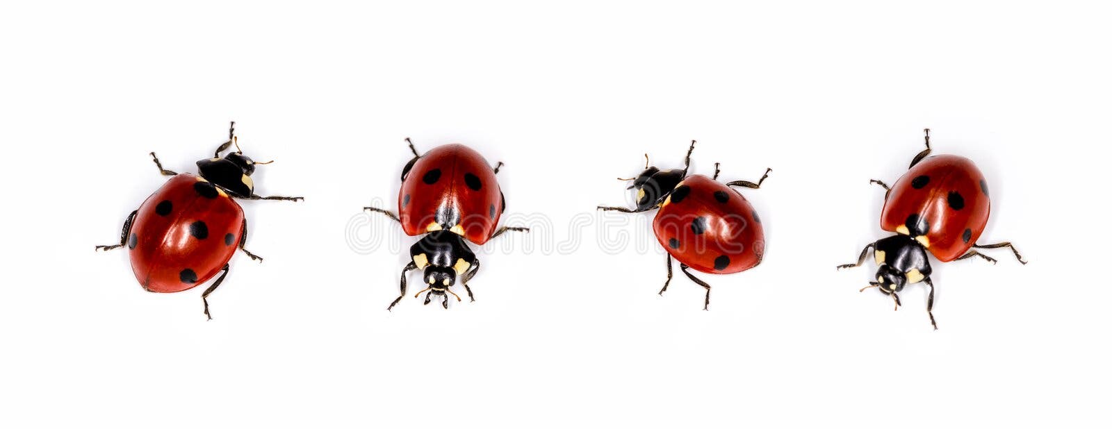 683 Cartoon Ladybug Stock Photos - Free & Royalty-Free Stock Photos ...