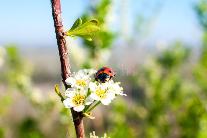 Beetle - Ladybird on the White Spring Flower Stock Image - Image of ...