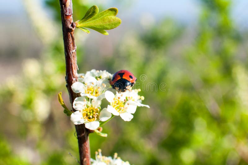 Beetle - Ladybird on the White Spring Flower Stock Image - Image of ...