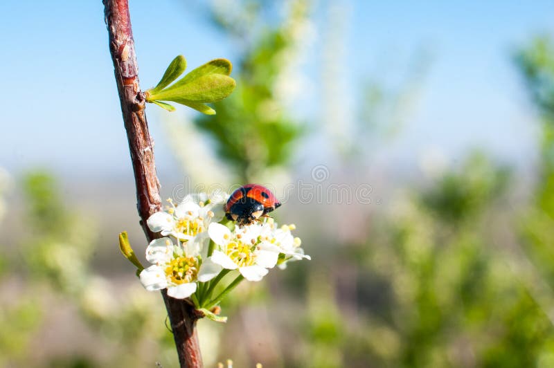 Beetle - Ladybird on the White Spring Flower Stock Image - Image of ...