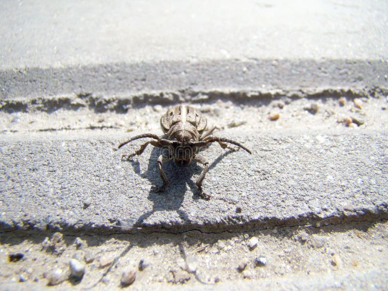 Beetle stock image. Image of weevil, insects, evil, pests - 70514257