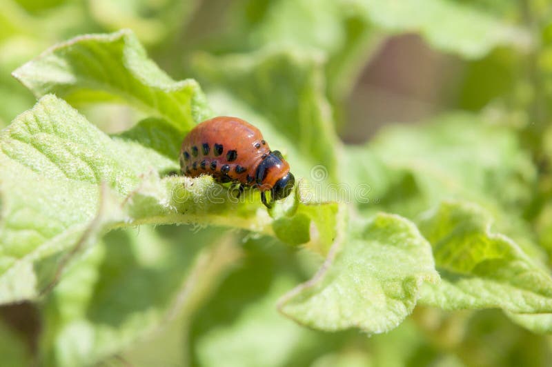 Ladybird beetle nymph stock image. Image of beetle, gardens - 42104215