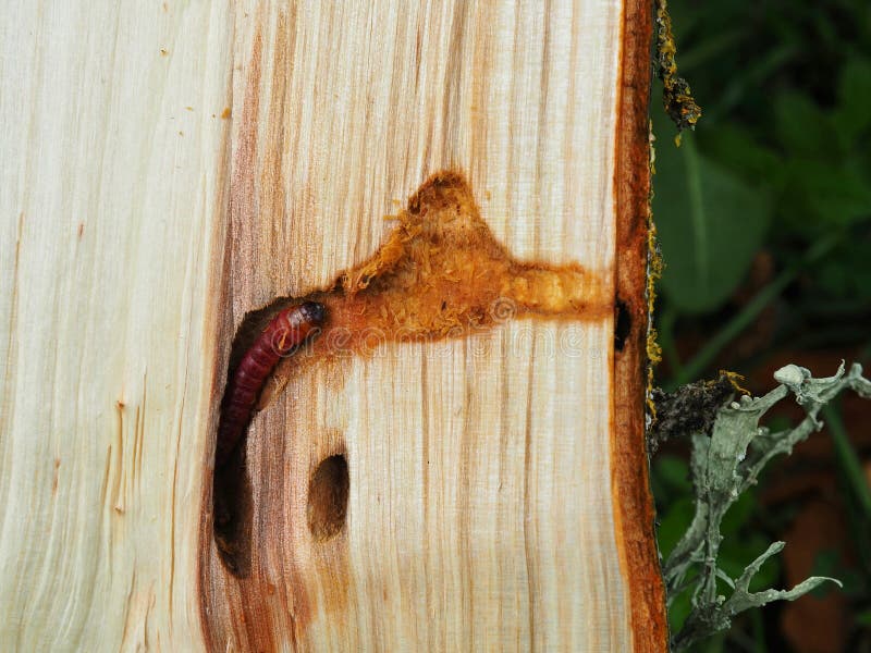 Beetle Larva in a Tree Trunk Stock Image - Image of cossus, tree: 244569787