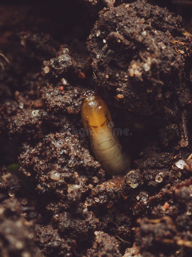 Beetle Larvae Living Soil Stock Photos - Free & Royalty-Free Stock ...