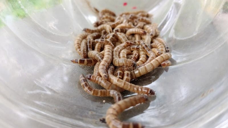 Beetle Larvae for Predatory Fish Food Stock Photo - Image of fish, food ...