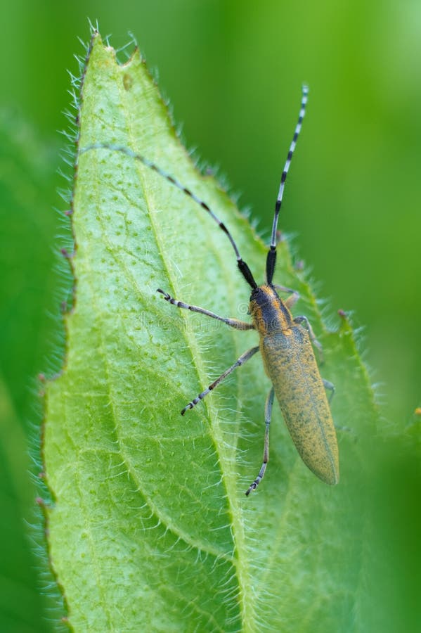 Beetle on leaf stock photo. Image of outside, macro, green - 14856676
