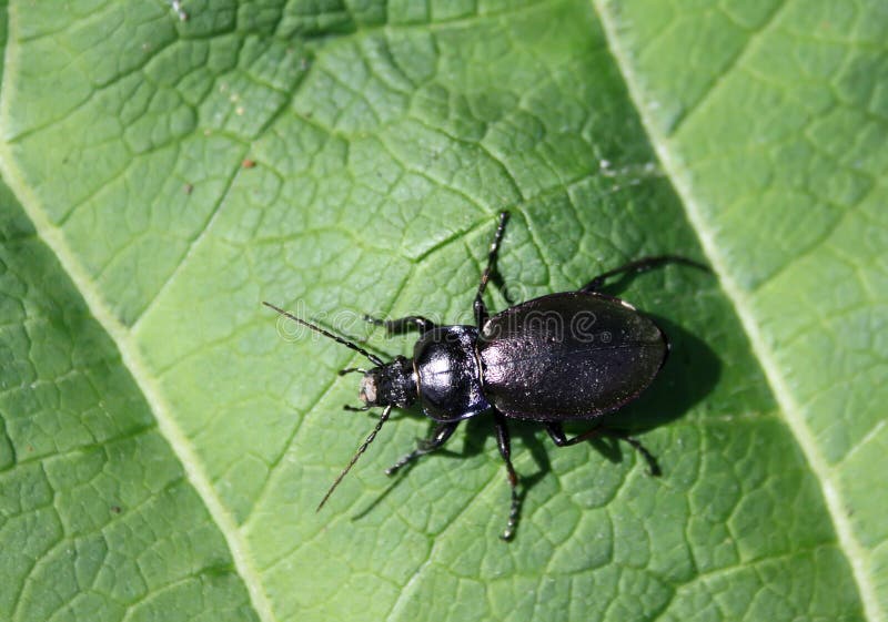 Beetle on a leaf stock image. Image of descriptive, green - 9901473