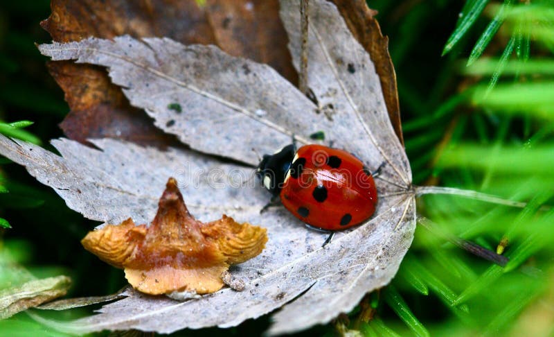 Beetle on the leaf. stock photo. Image of leaf, blooming - 55026268