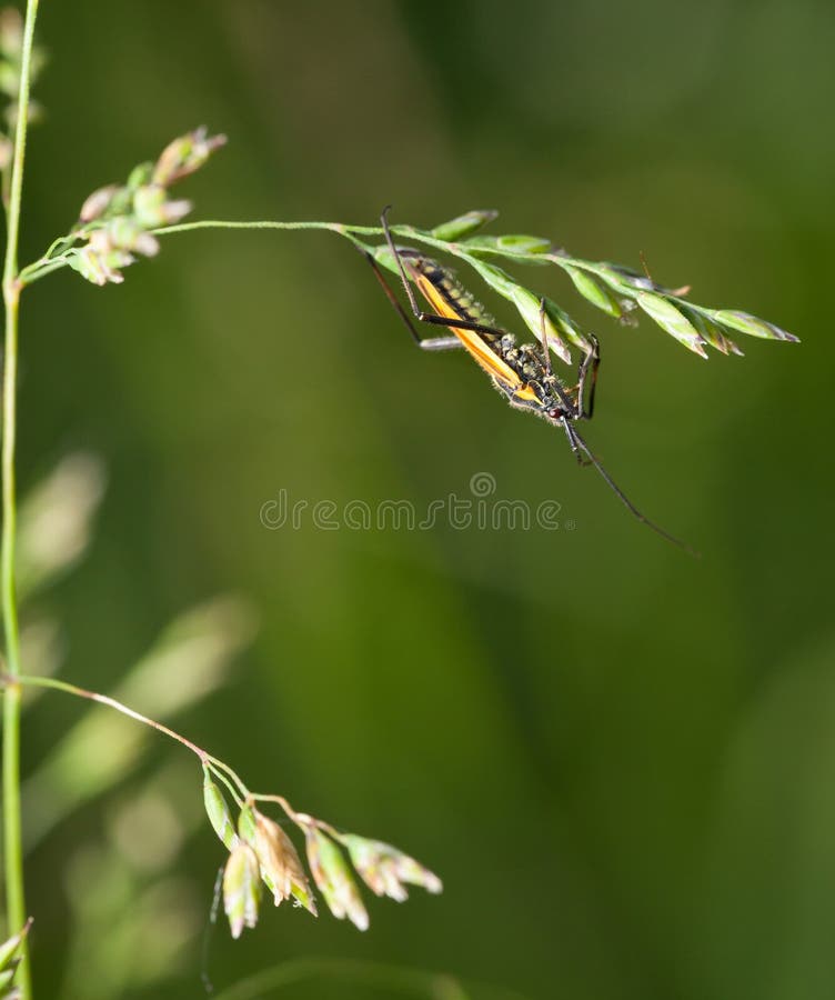 Beetle on leaf stock image. Image of insect, yellow, meadow - 52203639