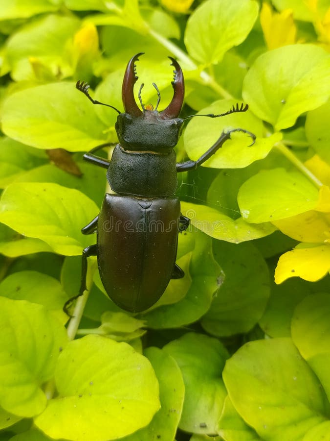 Beetle on the leaves stock image. Image of invertebrate - 223069179