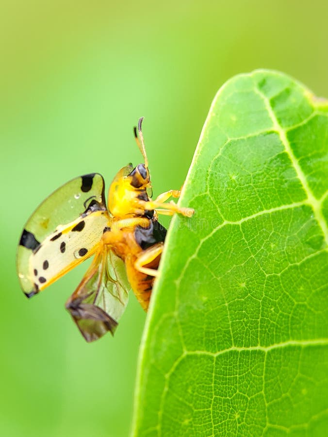 Beetle on Leaves Try To Flying Stock Image - Image of moments, insect ...
