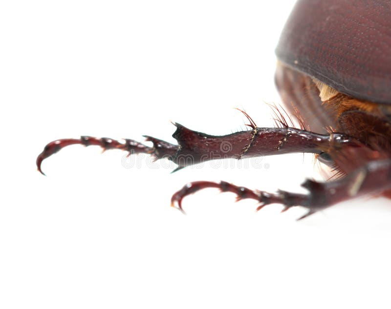 Beetle legs white. macro stock image. Image of hairy - 103592723