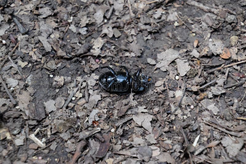 Beetle Lies on Its Back and Cannot Roll Over Stock Photo - Image of ...