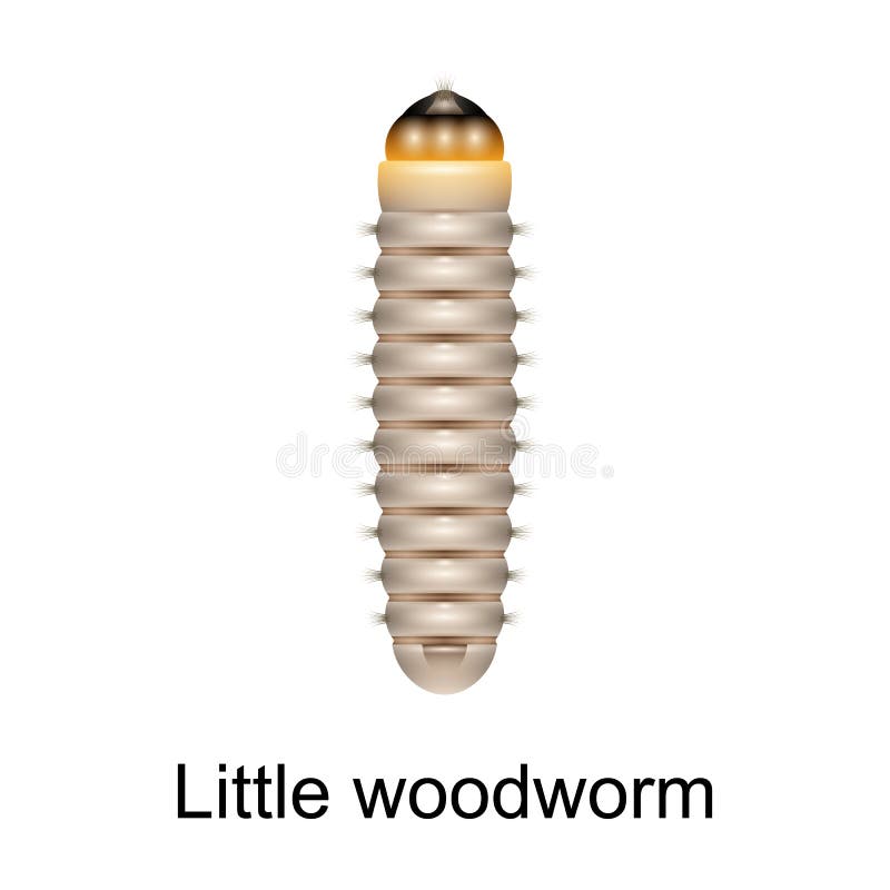 Cartoon Woodworm Stock Illustrations – 21 Cartoon Woodworm Stock ...