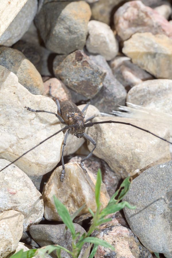Insect Long Antennae Stock Images - Download 1,432 Royalty Free Photos