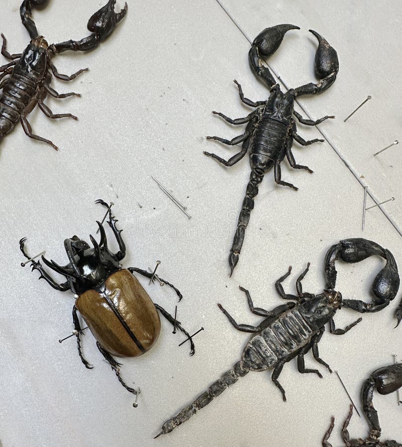 Beetle is 4" Long & Emperor Scorpion Arachnid is 8" Long on Display ...