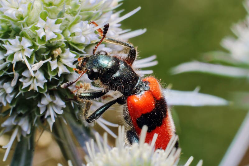 Beetle stock image. Image of natural, meadow, shiny, leaf - 80932803