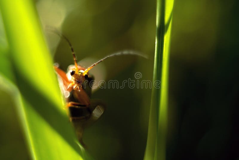 Beetle stock image. Image of beetle, looking, weed, insect - 46729021