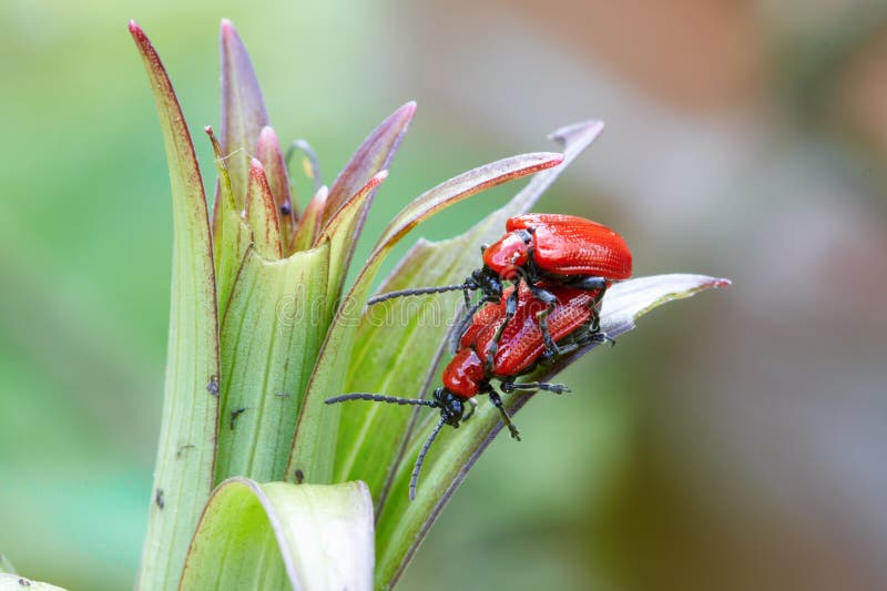 Beetle love stock photo. Image of close, mating, insect - 14497924