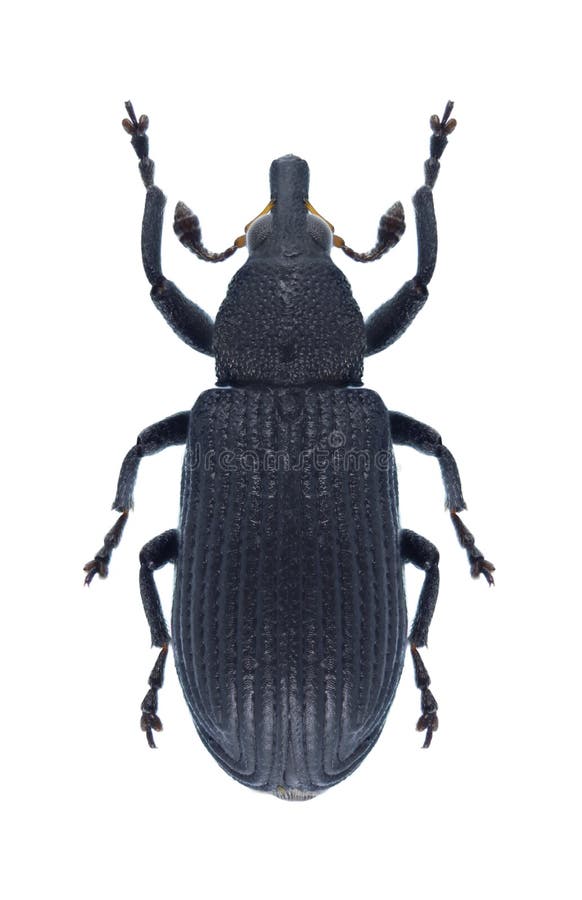 Magdalis Ruficornis Stock Photos - Free & Royalty-Free Stock Photos ...