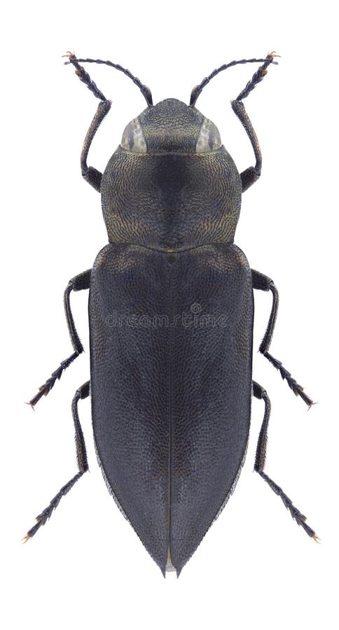 Beetle Melanophila Acuminata Stock Photo - Image of invertebrate ...